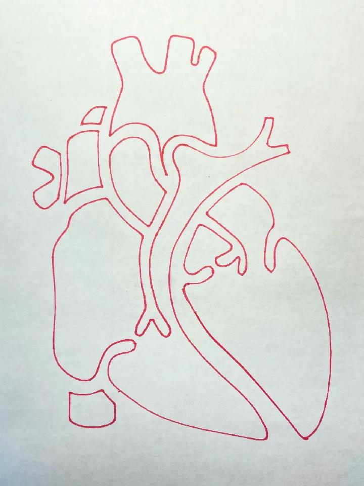 Cardiac Anatomy Template by Enhe | Download free STL model | Printables.com