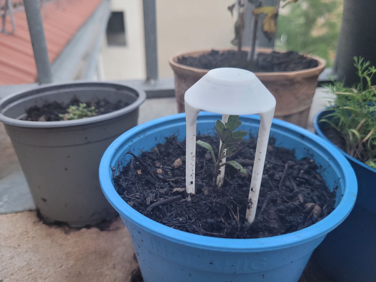 Seedling Shield - Raincover for small Plant by Finn | Download free STL ...