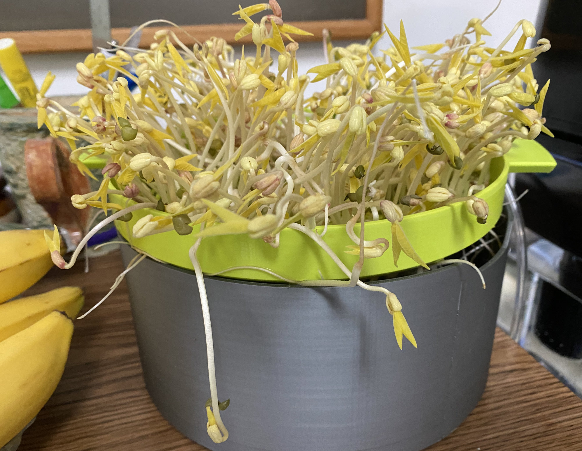 Mung Bean Bubbleponics Sprouter by Sascha Uncia | Download free STL ...