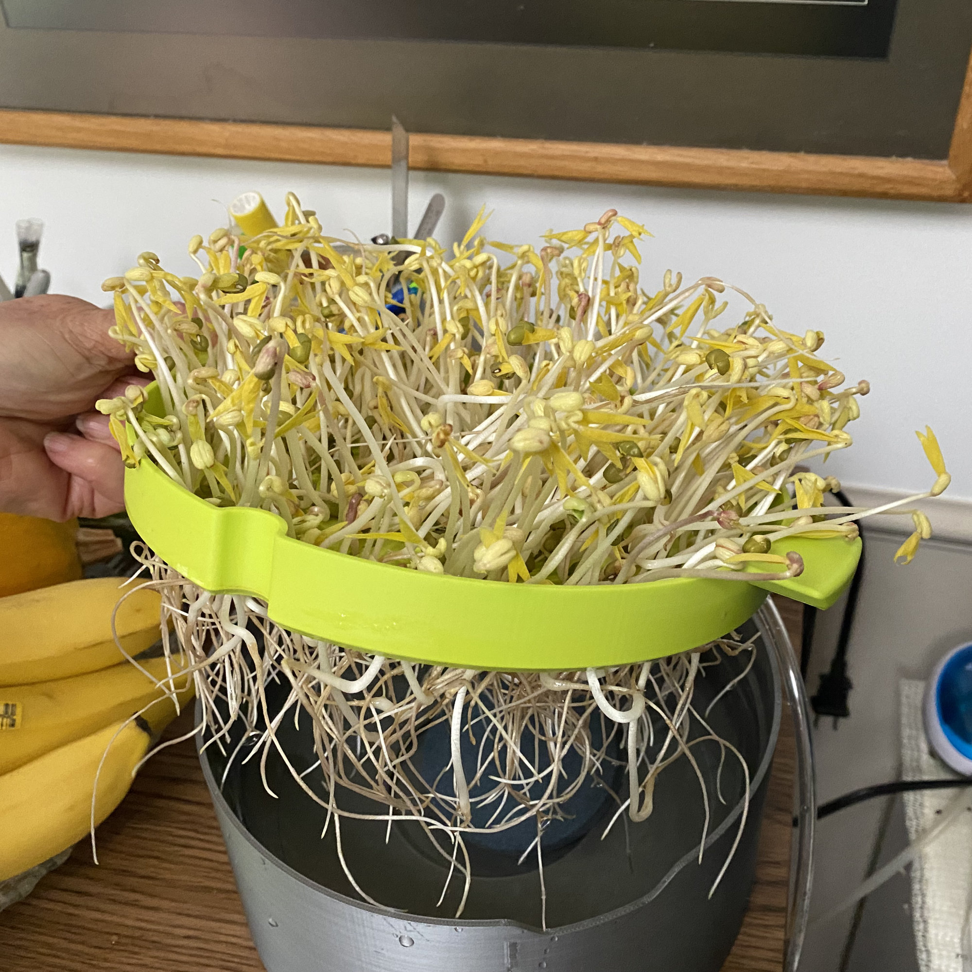 Mung Bean Bubbleponics Sprouter by Sascha Uncia | Download free STL ...