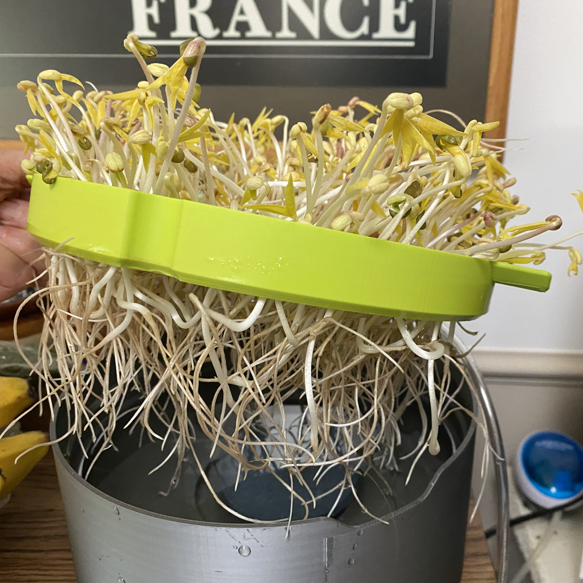 Mung Bean Bubbleponics Sprouter by Sascha Uncia | Download free STL ...