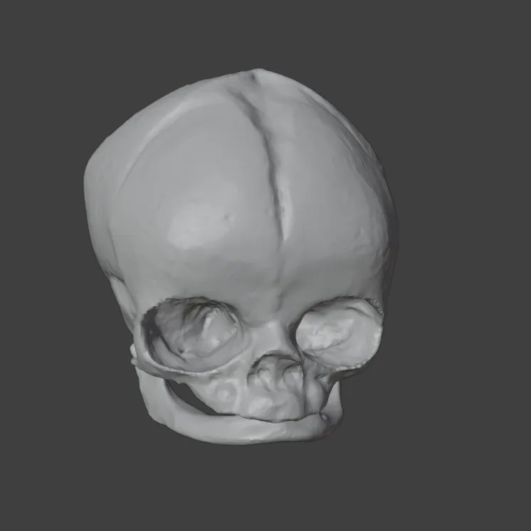 Newborn Baby Skull by Skeleton Dan | Download free STL model ...