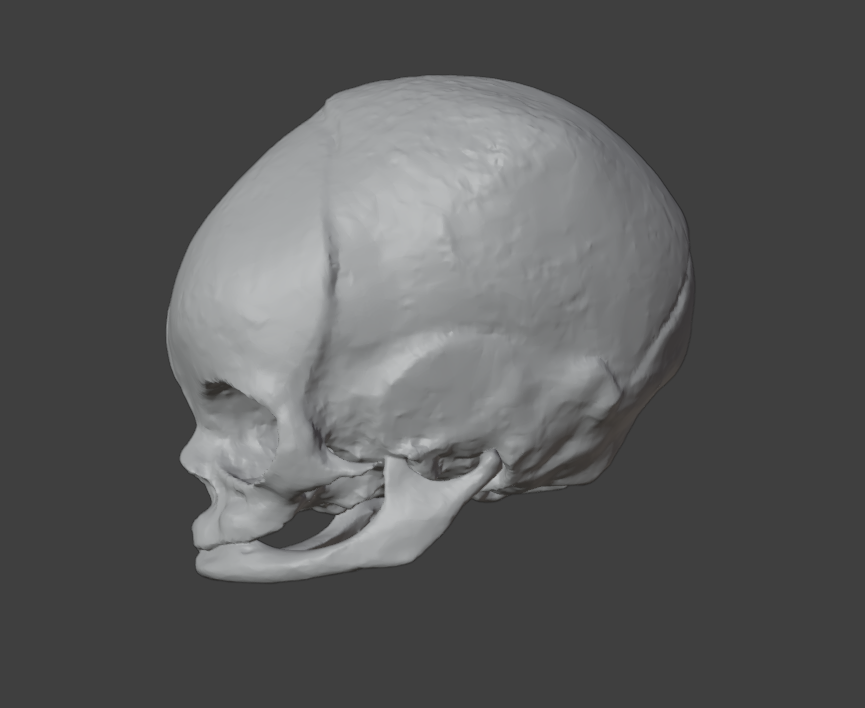 Newborn Baby Skull by Dr. Skeleton | Download free STL model ...