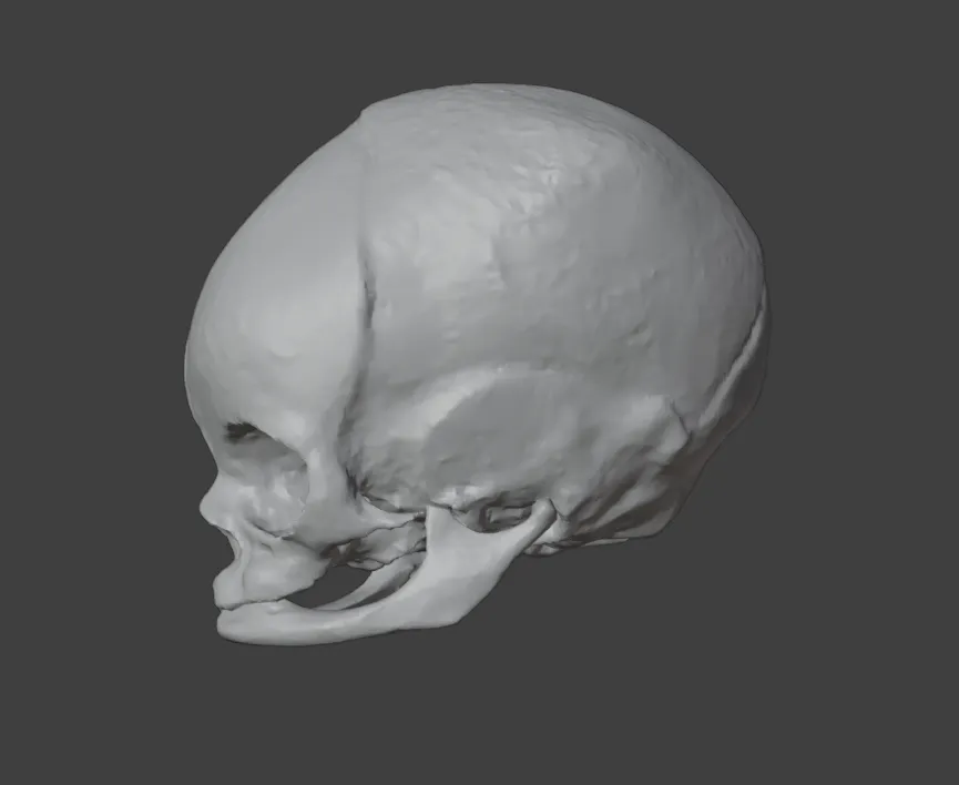 Newborn Baby Skull by Skeleton Dan | Download free STL model ...