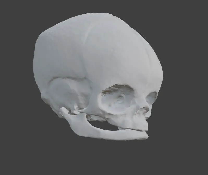 Newborn Baby Skull by Skeleton Dan | Download free STL model ...