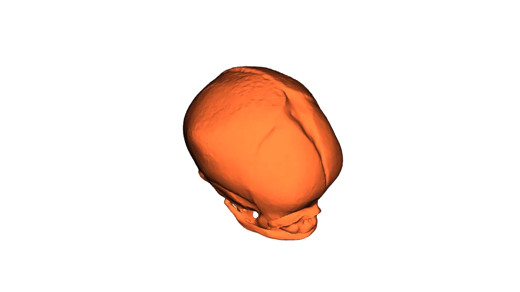 Newborn Baby Skull by Skeleton Dan | Download free STL model ...