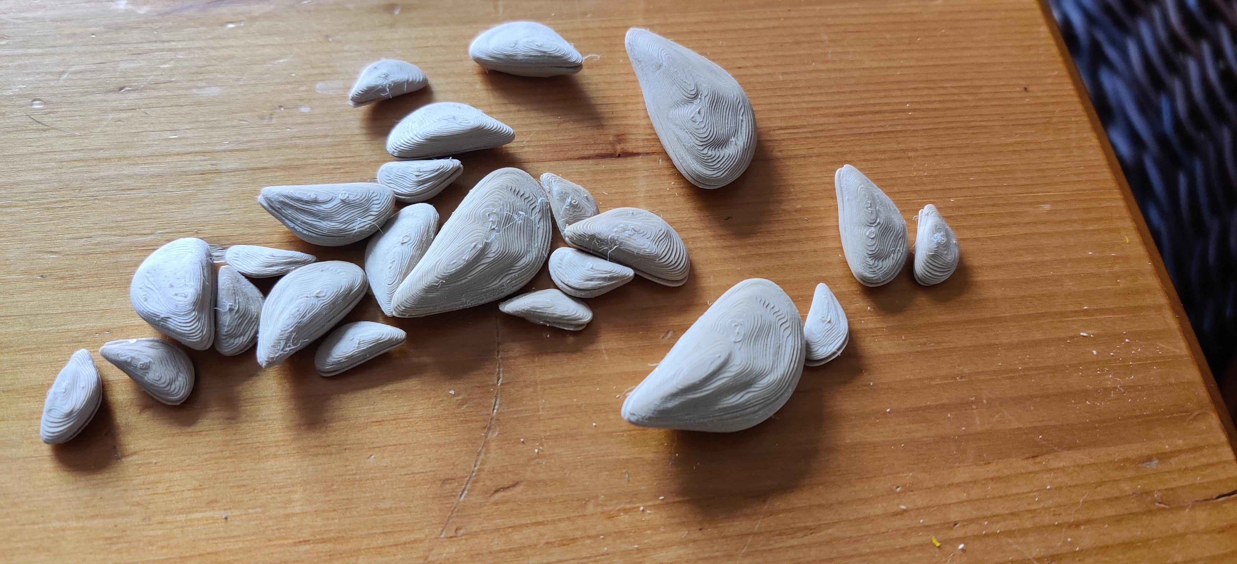 Zebra Mussel Prop by Adje | Download free STL model | Printables.com