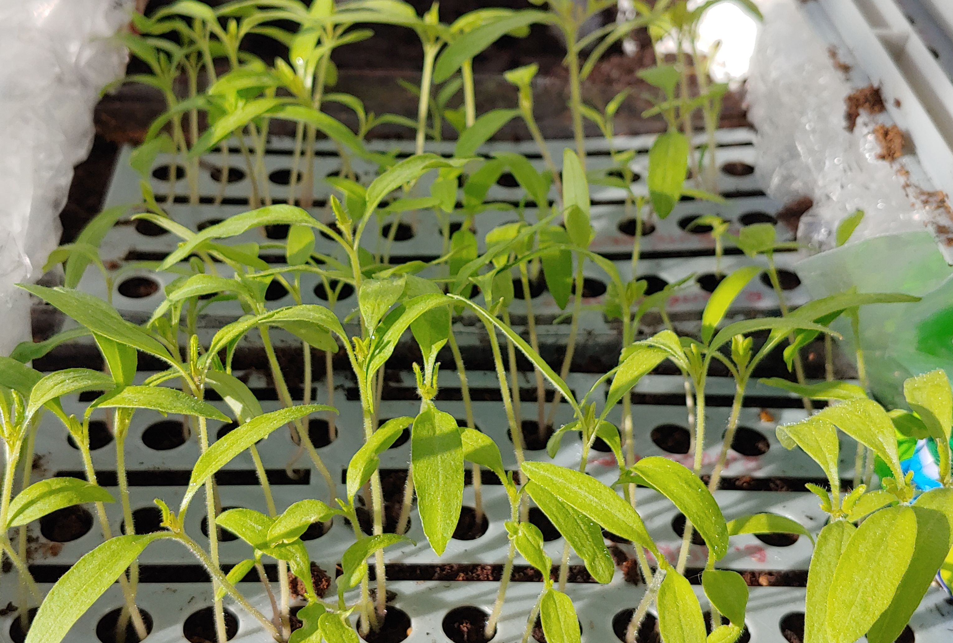 Sowing Seeds Template. by golem | Download free STL model | Printables.com