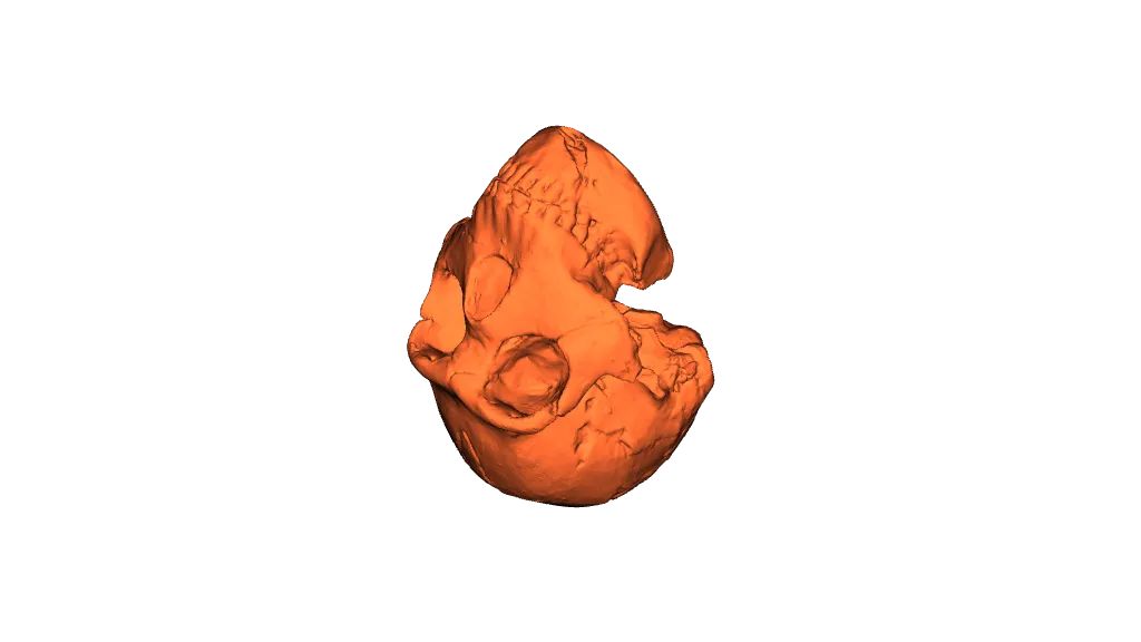 Homo Naledi by Adam Hanzlíček | Download free STL model | Printables.com
