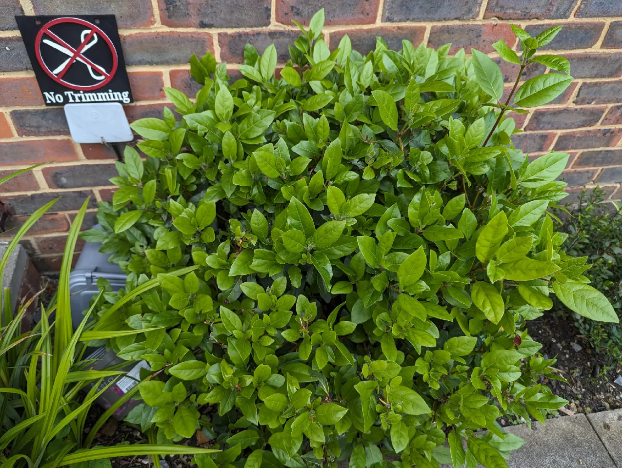 No Trimming Sign by Alex | Download free STL model | Printables.com