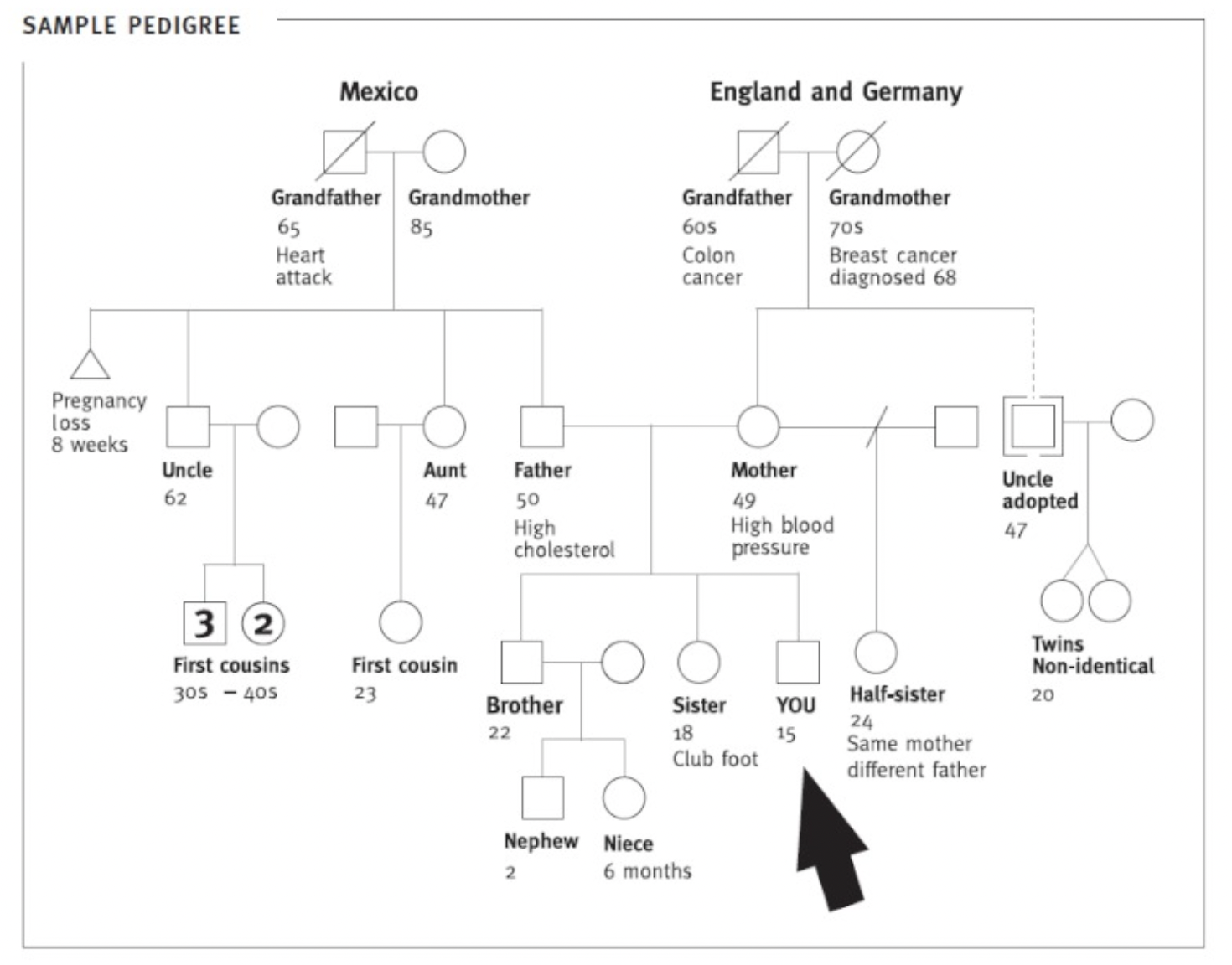 Genetics Pedigree Tool by Chris Connolly | Download free STL model ...