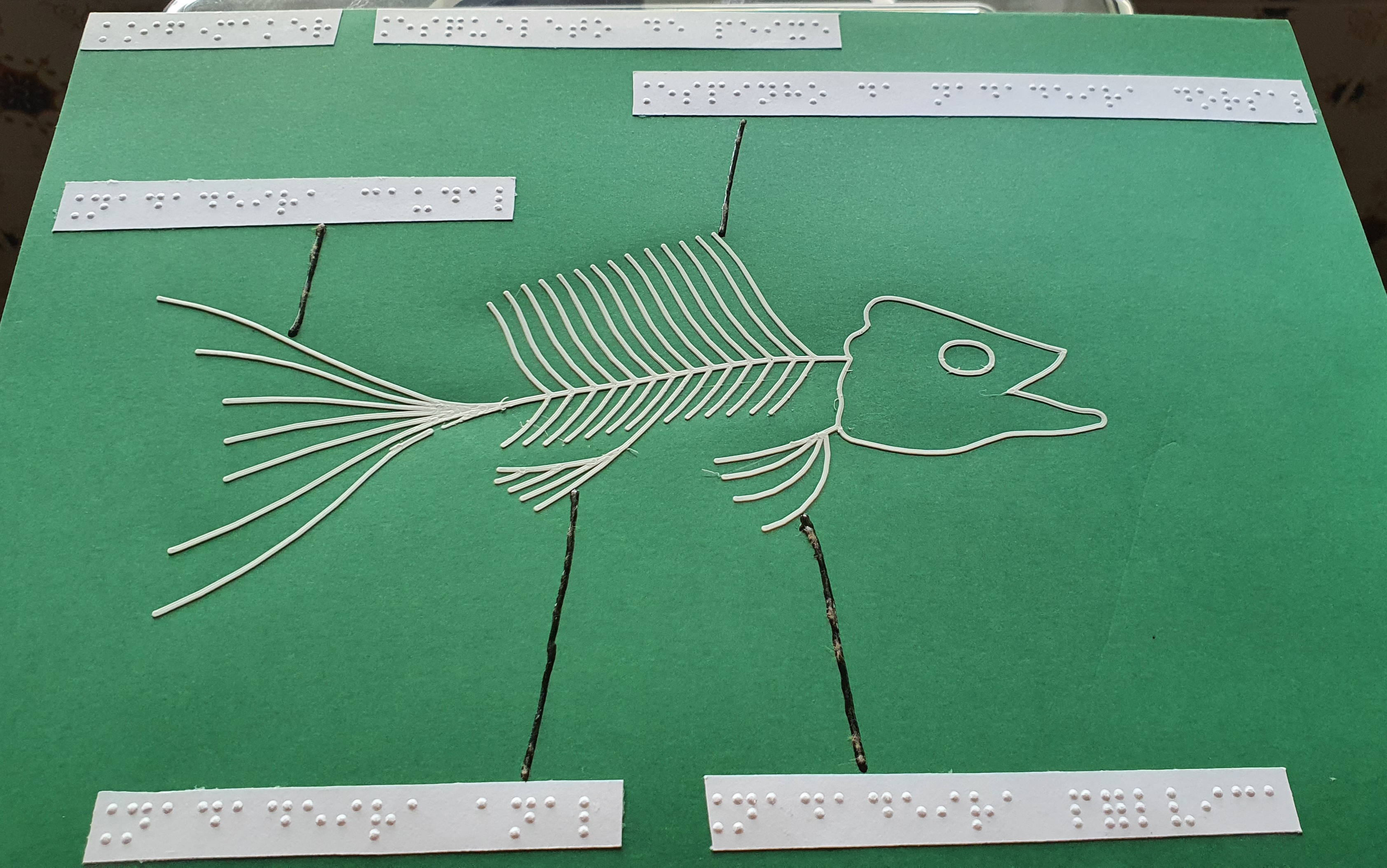 Tactile image: skeleton fish (side) by GutenBar | Download free STL ...