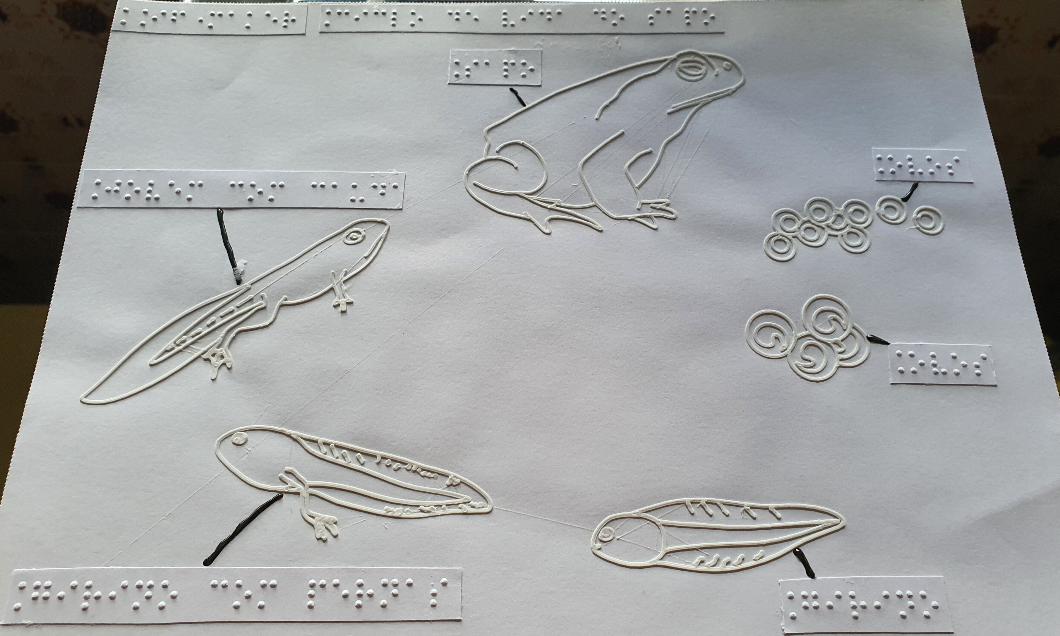 tactile image: frog metamorphosis by GutenBar | Download free STL model ...