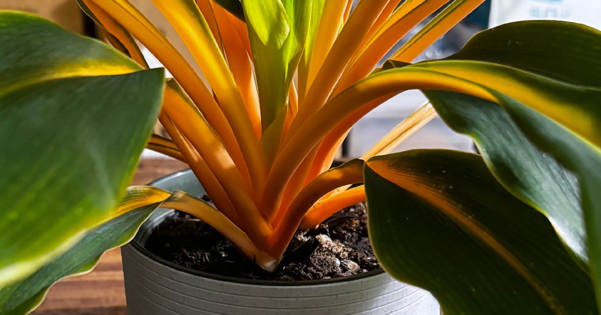 Plant Pot — Greek Meander by Dark Squirrel Designs | Download free STL ...