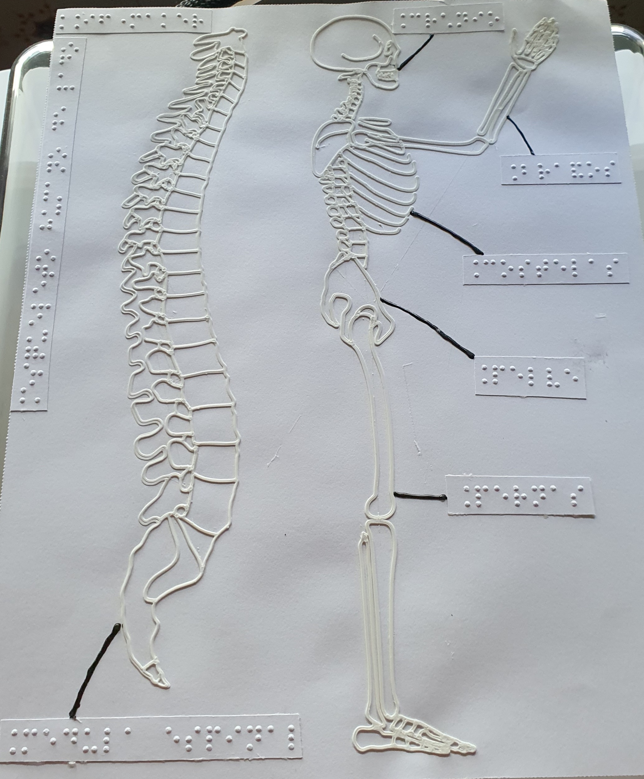 Tactile image: skeleton and spine (side) by GutenBar | Download free ...