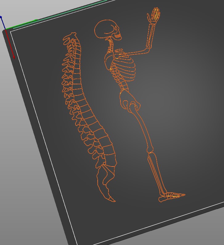 Tactile image: skeleton and spine (side) by GutenBar | Download free ...