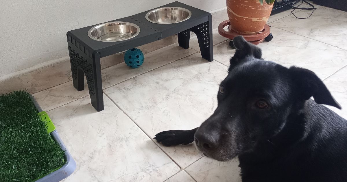 Modular dog raised bowl by Boros | Download free STL model | Printables.com