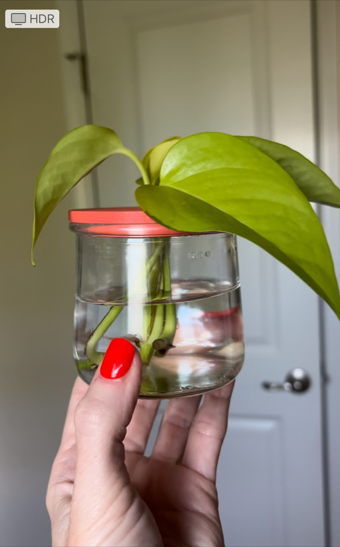 Oui Jar Plant Propagation Lid by Camille Gerrick | Download free STL ...