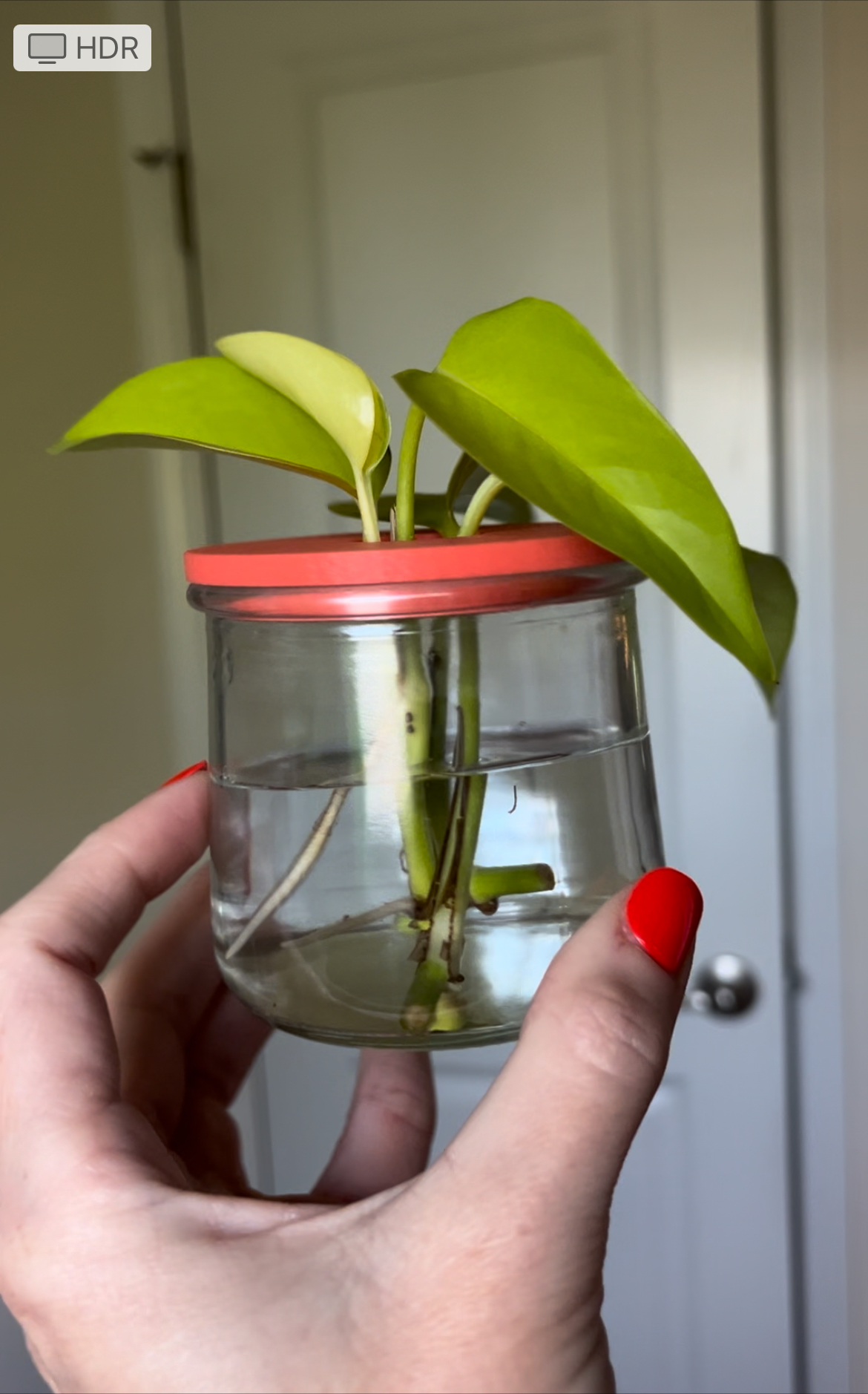 Oui Jar Plant Propagation Lid by Camille Gerrick | Download free STL ...
