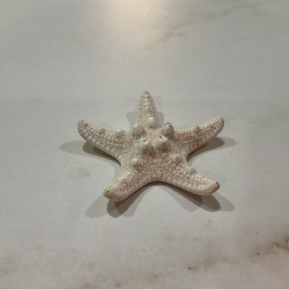 Starfish photogrammetry scan by WaterDragon14 | Download free STL model | Printables.com
