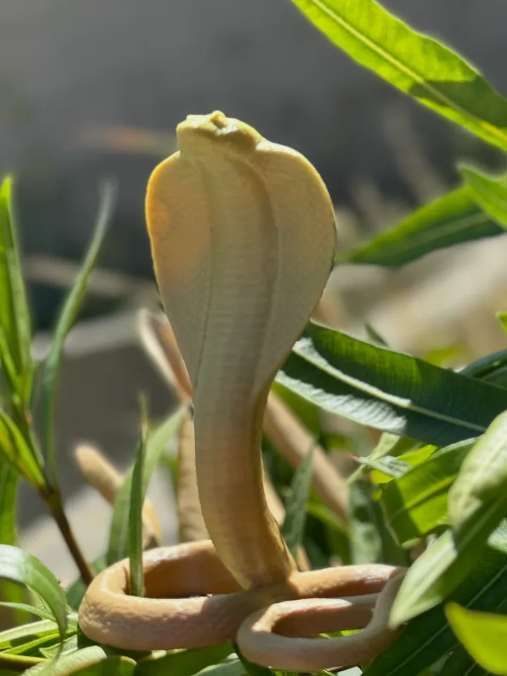 Cobra Snake by DeMamba Prints | Download free STL model | Printables.com