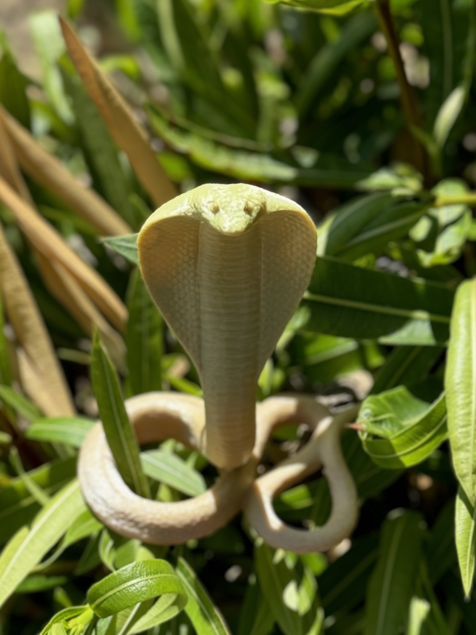 Cobra Snake by DeMamba Prints | Download free STL model | Printables.com