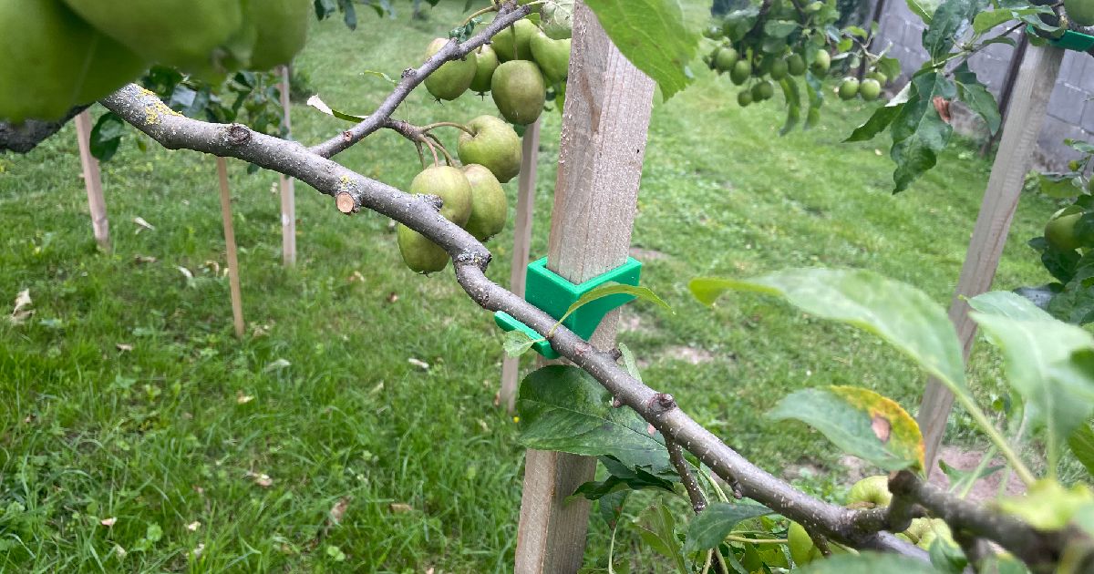 Support of fruit tree branches with adjustable height by VladoKlu ...