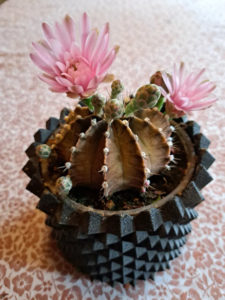 Cubistic flower-pot by krutihlav | Download free STL model | Printables.com