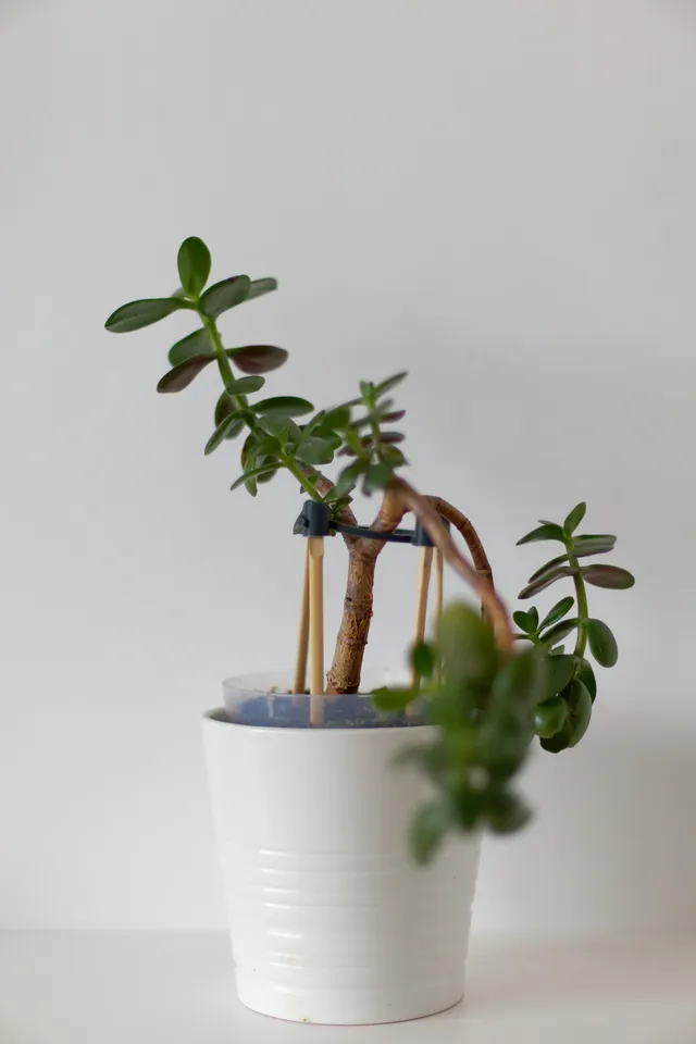 Flower supports with sushi chopsticks by Roju | Download free STL model ...