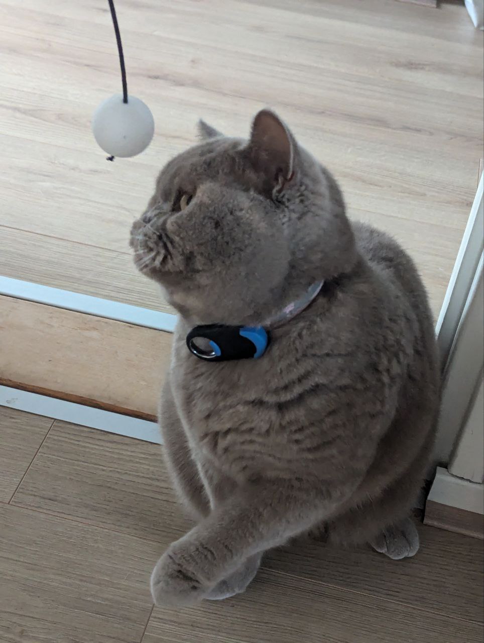 Samsung smarttag 2 Snap-clip for cat collar by lamboolars | Download ...