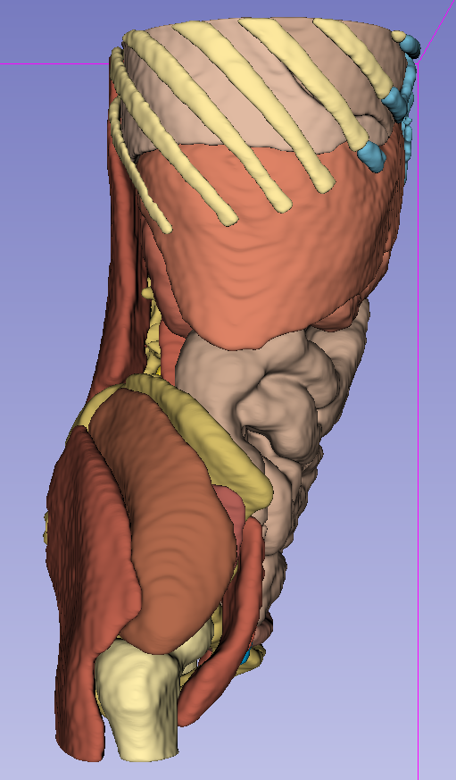 Adult Human Anatomy 2 - CT Scan by ShyavanS | Download free STL model ...