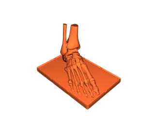 Gridfinity human foot by Azrael | Download free STL model | Printables.com