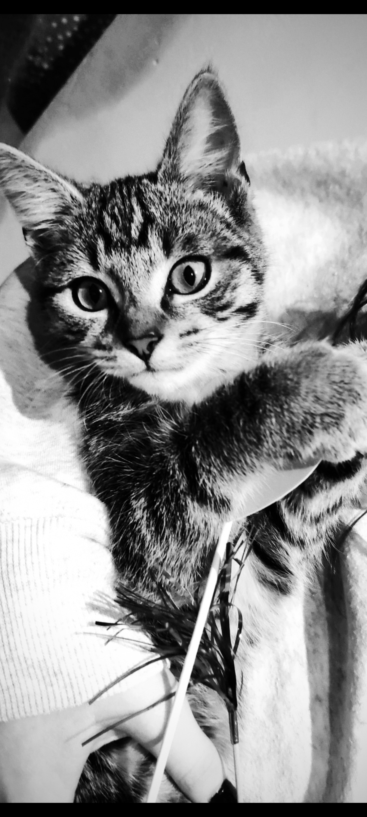 Realistic cat by the.3d.print.brothers | Download free STL model ...