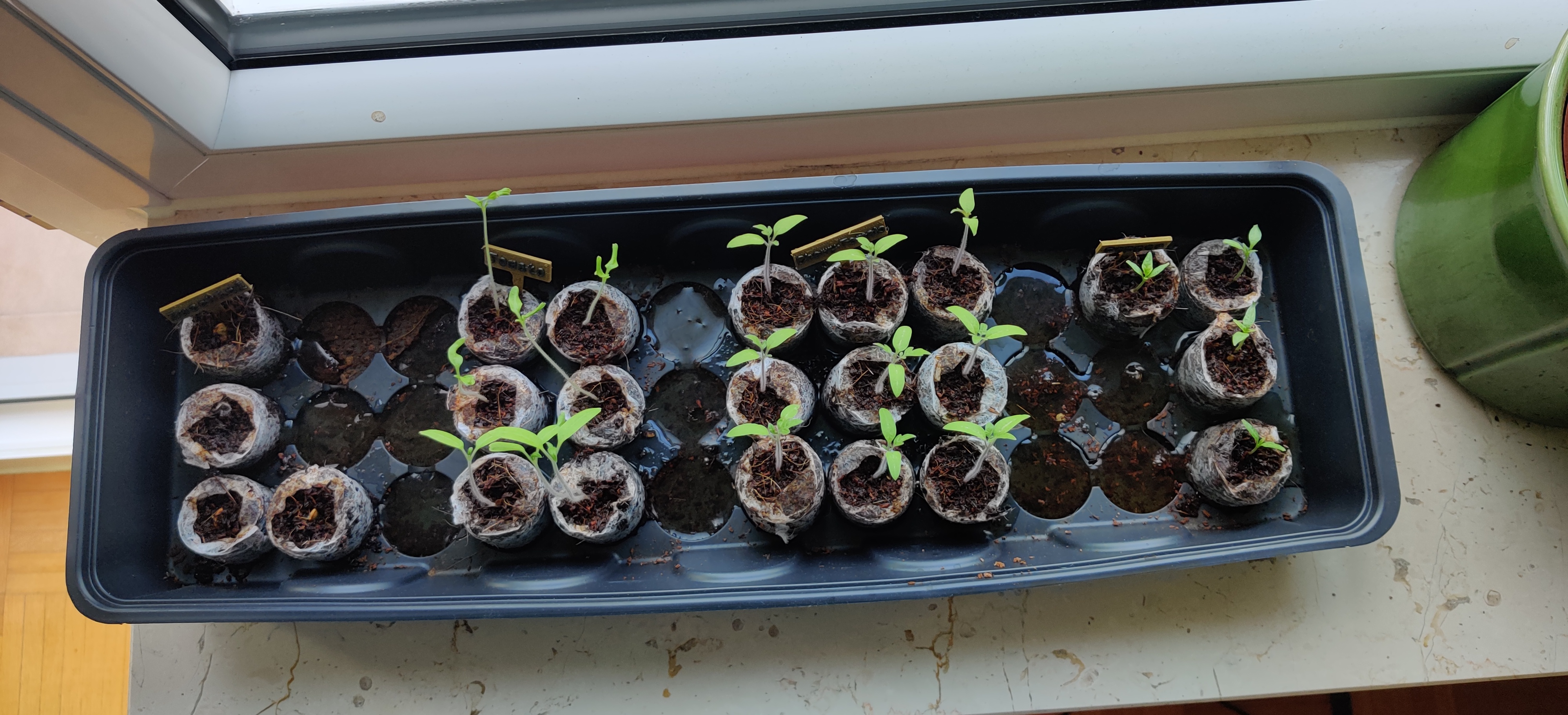 Plant tags/ Sprout tags/ Seeding tags by MauWipf | Download free STL ...