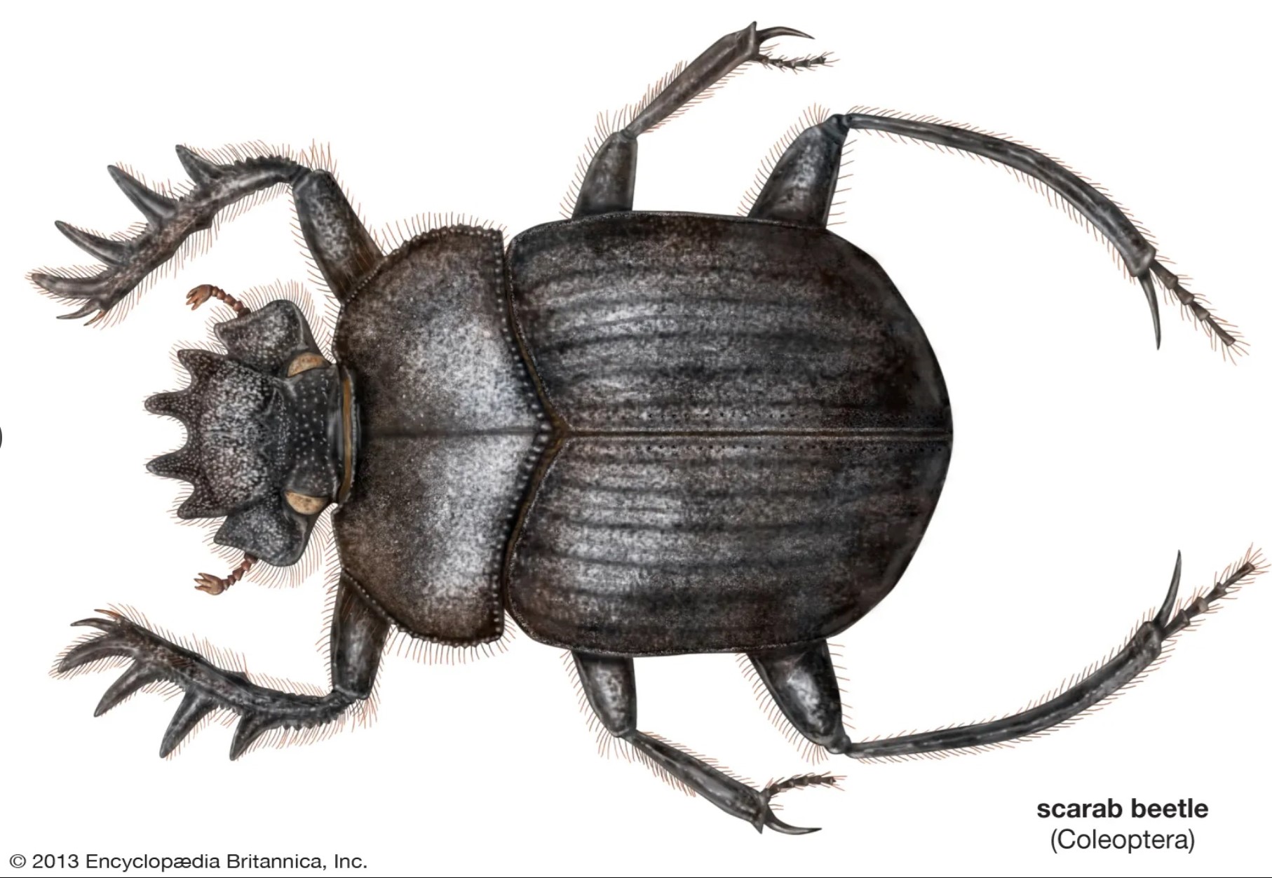 Beetle. Radio control by ralph.malan | Download free STL model ...