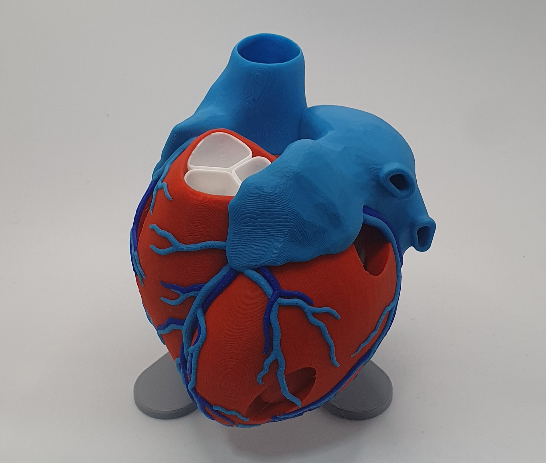 Stand For Anatomic Heart by Omer Meshy | Download free STL model ...