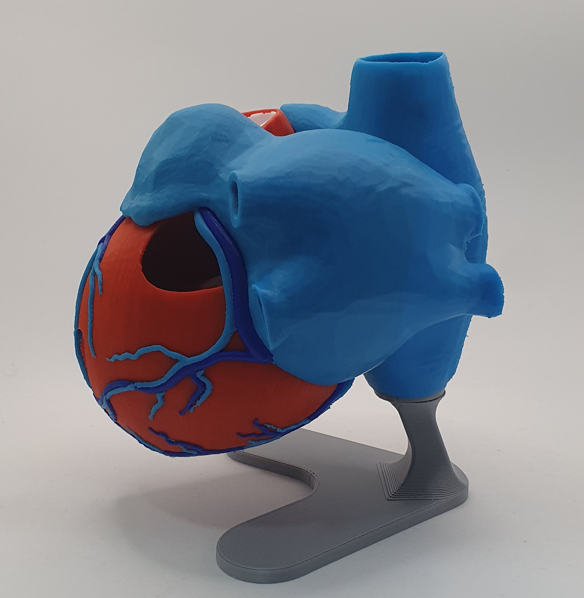 Stand For Anatomic Heart by Omer Meshy | Download free STL model ...