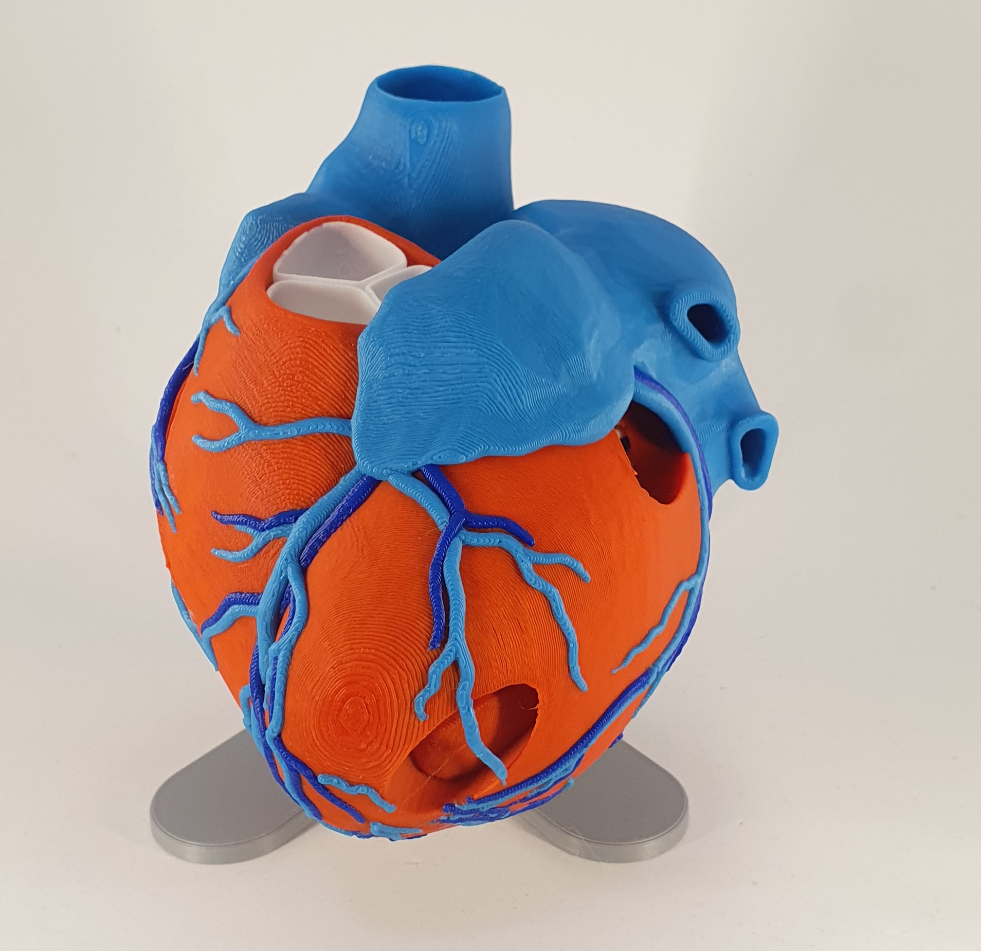 Stand For Anatomic Heart by Omer Meshy | Download free STL model ...
