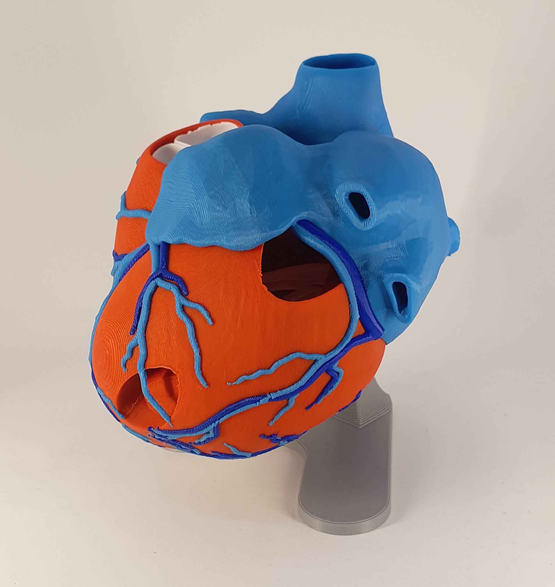 Stand For Anatomic Heart by Omer Meshy | Download free STL model ...