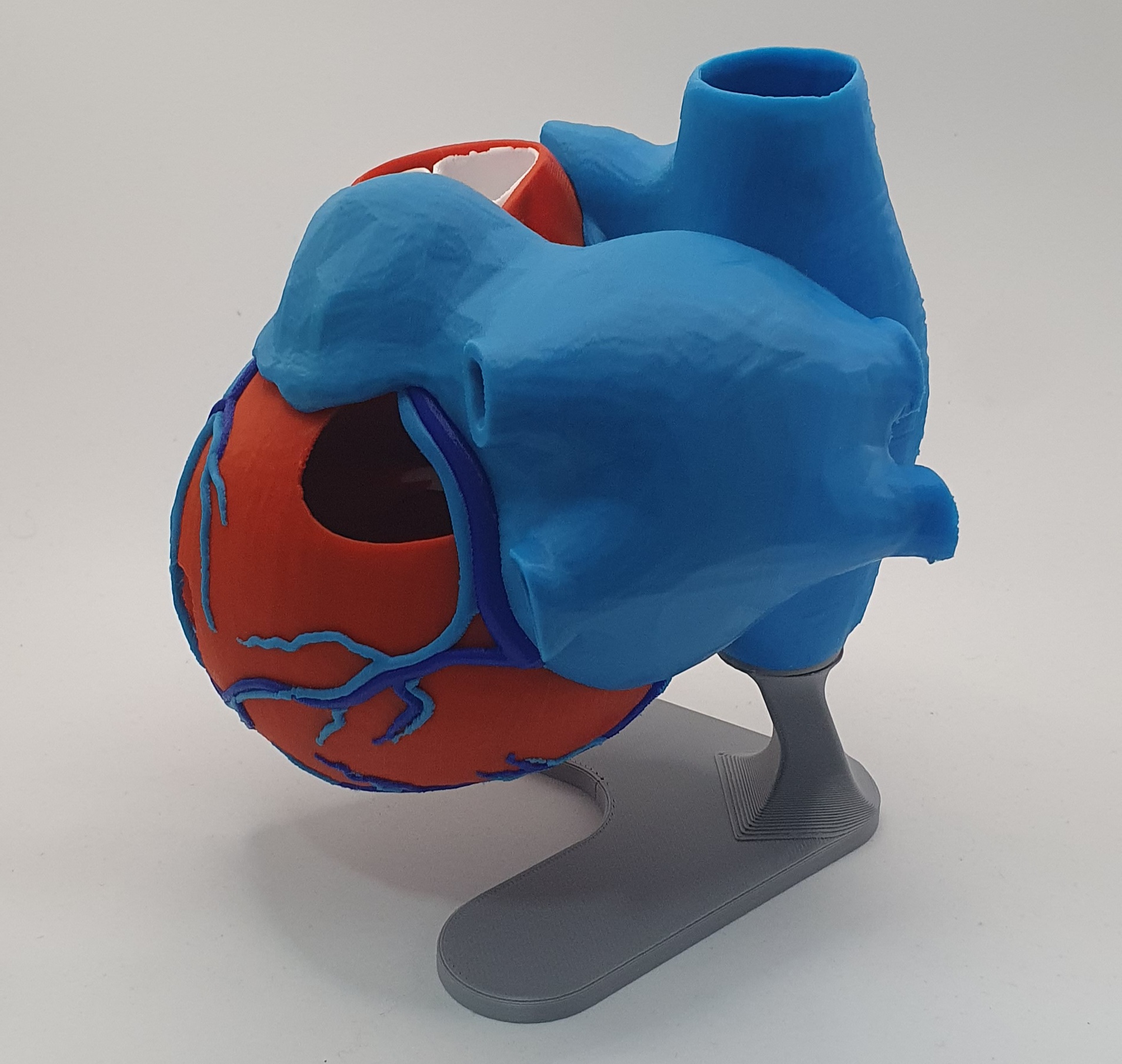 Stand For Anatomic Heart by Omer Meshy | Download free STL model ...