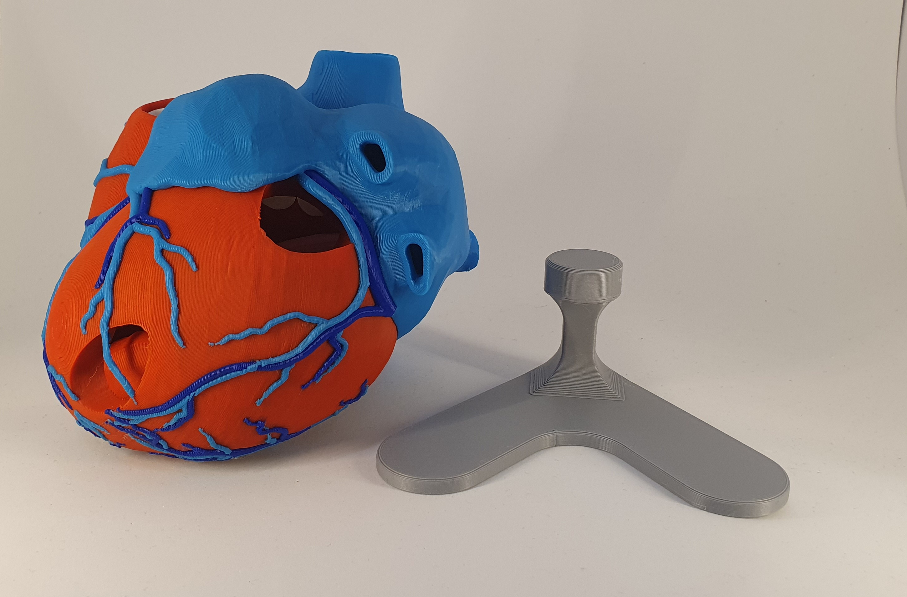 Stand For Anatomic Heart by Omer Meshy | Download free STL model ...