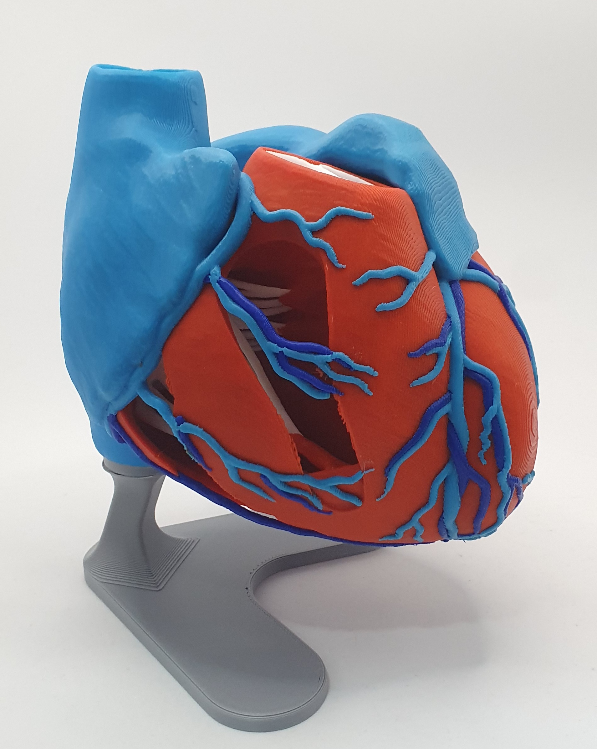Stand For Anatomic Heart by Omer Meshy | Download free STL model ...
