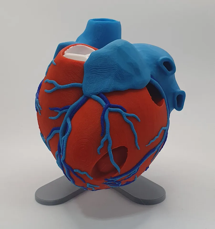 Stand For Anatomic Heart by Omer Meshy | Download free STL model ...