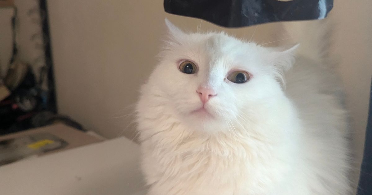 Bat Cat Batman Mask Even Easier by Clarence Windsor | Download free STL ...