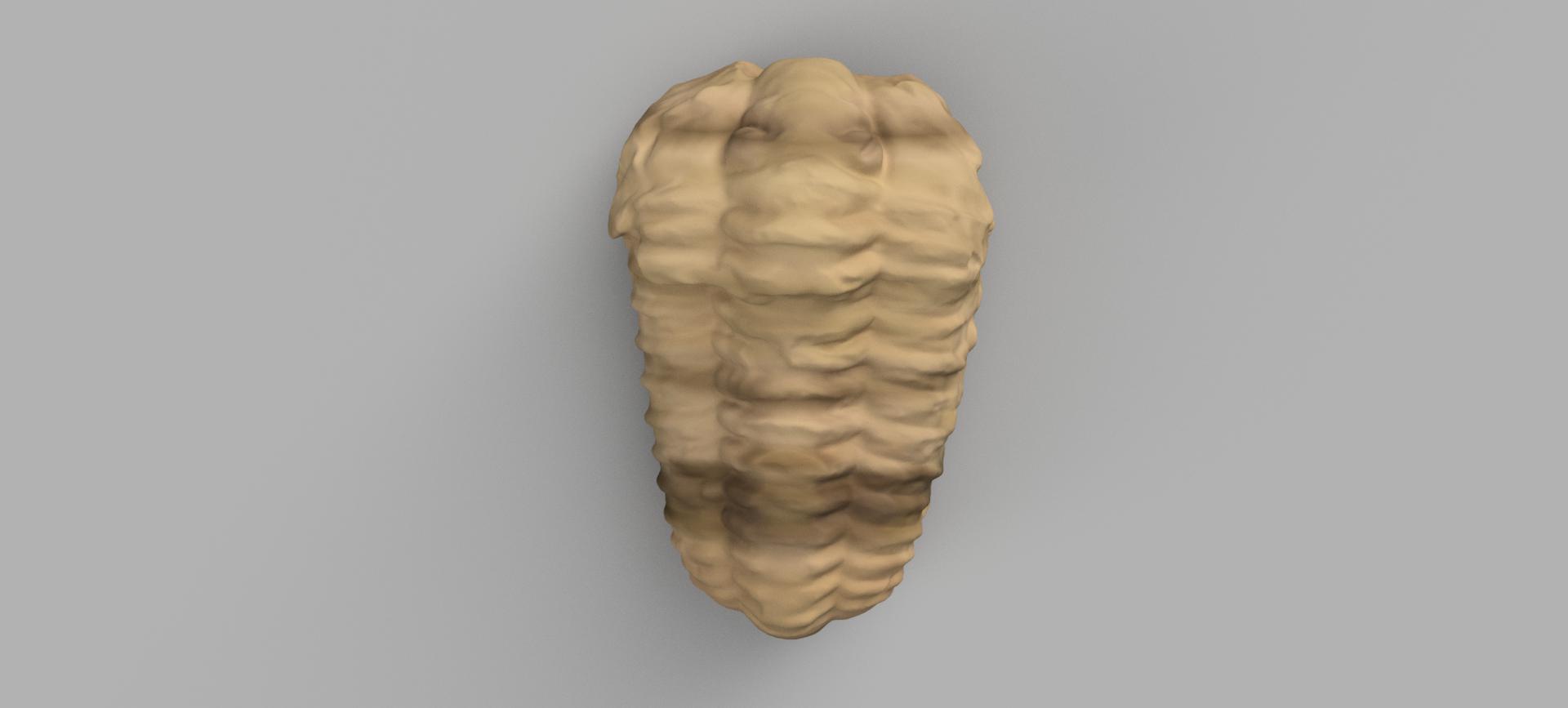 Trilobite by remotelove | Download free STL model | Printables.com
