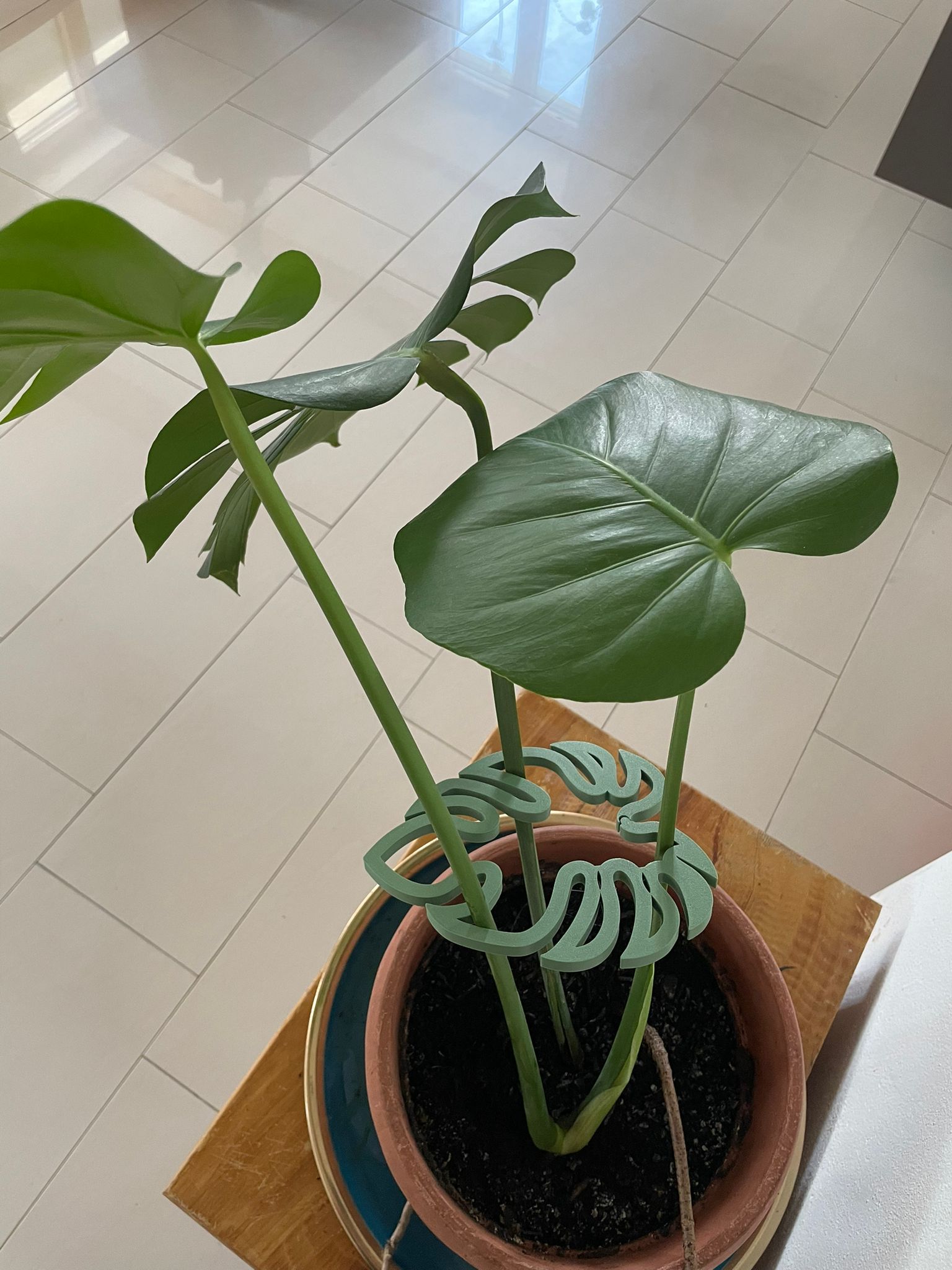 Monstera Plant Clip / Holder by B0L1V3R | Download free STL model ...