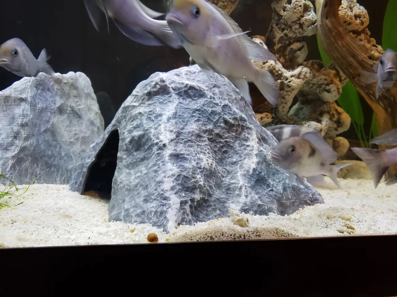 Aqurium Rock Shrimp