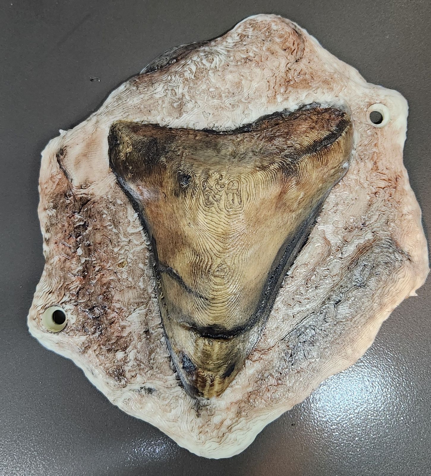 Megalodon Fossil in Stone by KobraC0mmander | Download free STL model ...