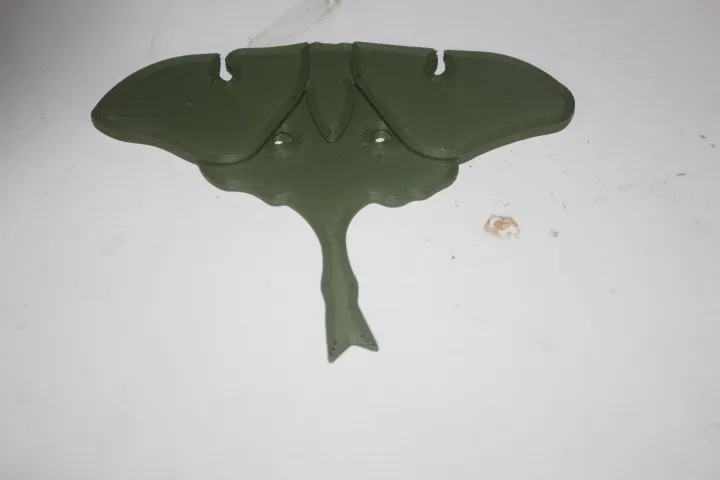 Luna Moth by Ray Fox | Download free STL model | Printables.com
