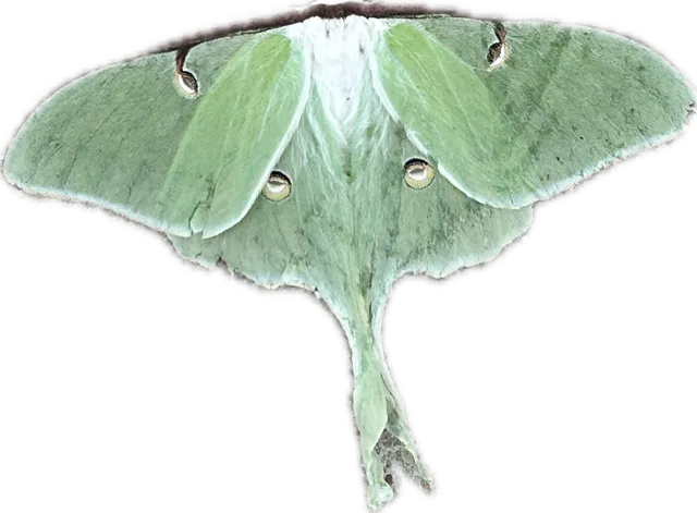 Luna Moth by Ray Fox | Download free STL model | Printables.com